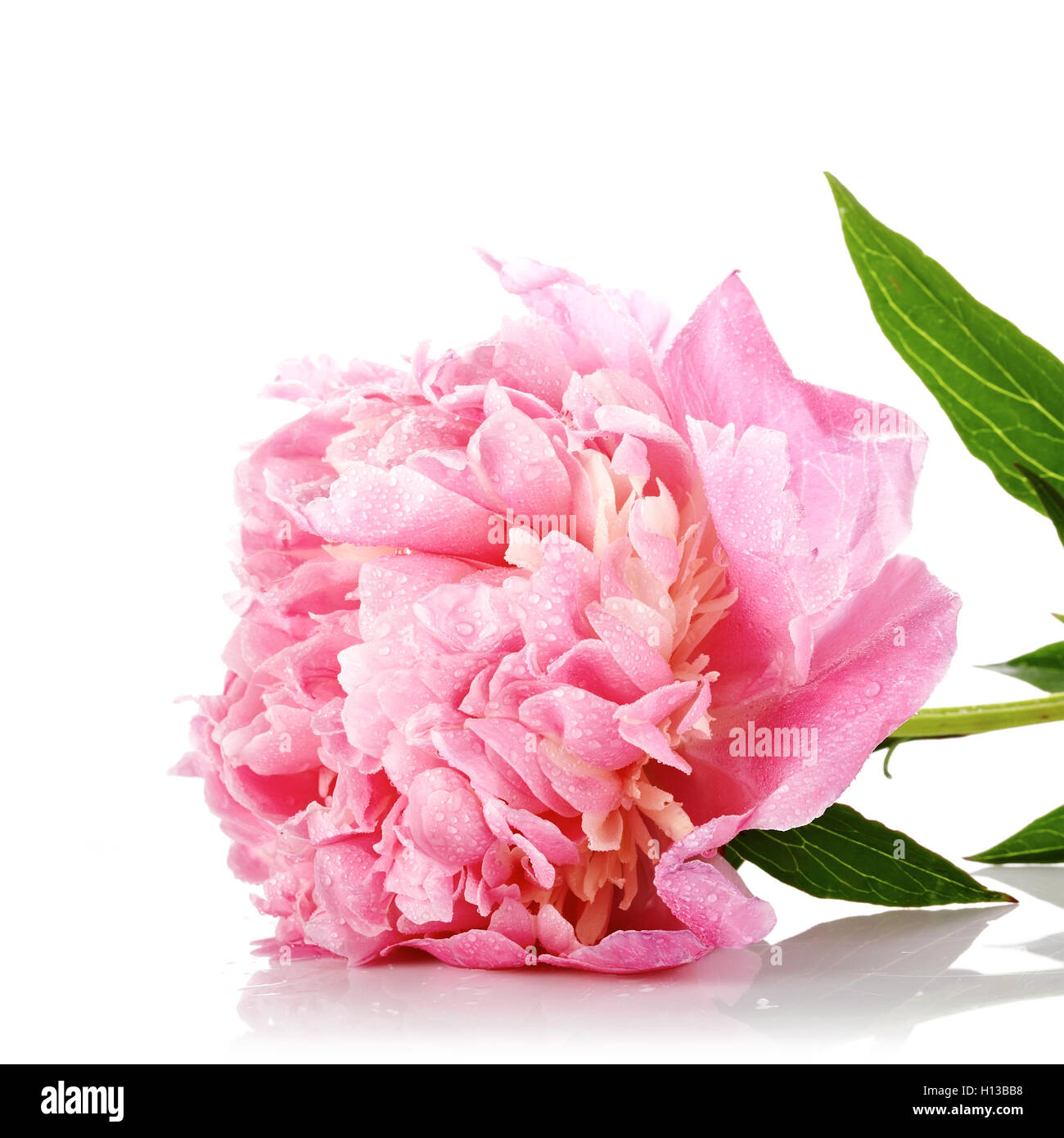 Leaf of a peony hi-res stock photography and images - Alamy