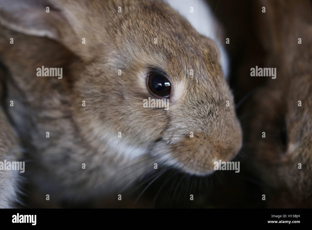 Gray and brown rabbit Stock Photo - Alamy