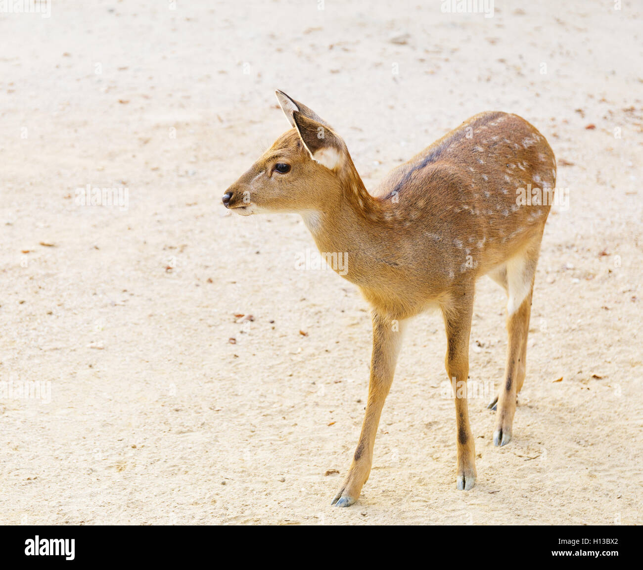 Female roe deer Stock Photo - Alamy