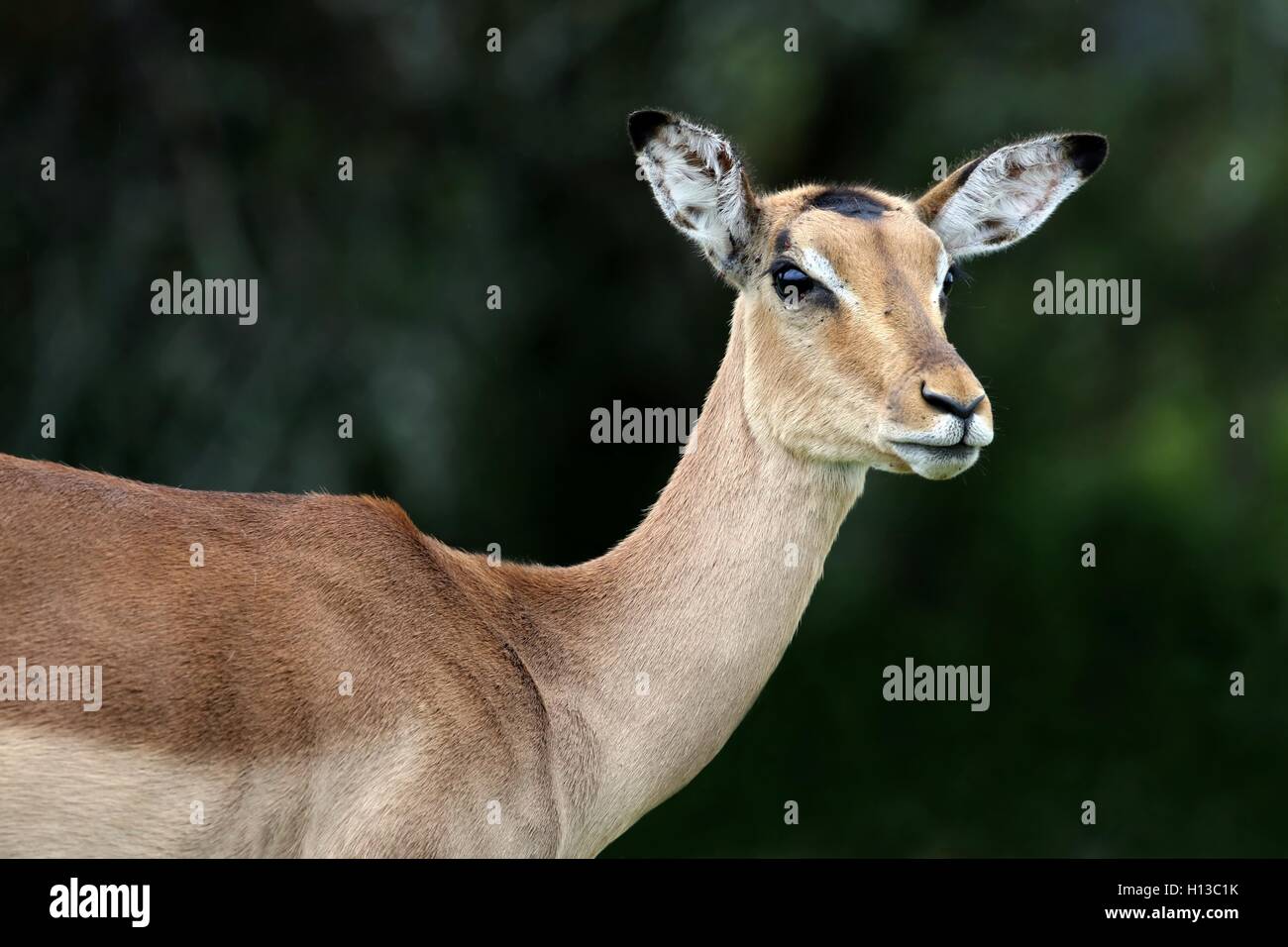 Impala Antelope Female Stock Photo - Alamy
