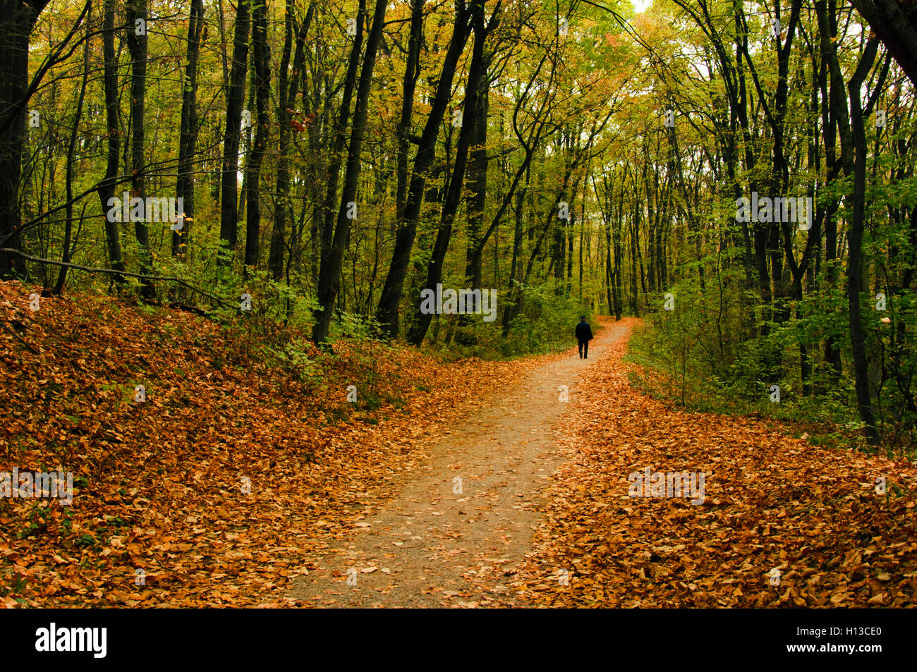 Road in wood Stock Photo - Alamy
