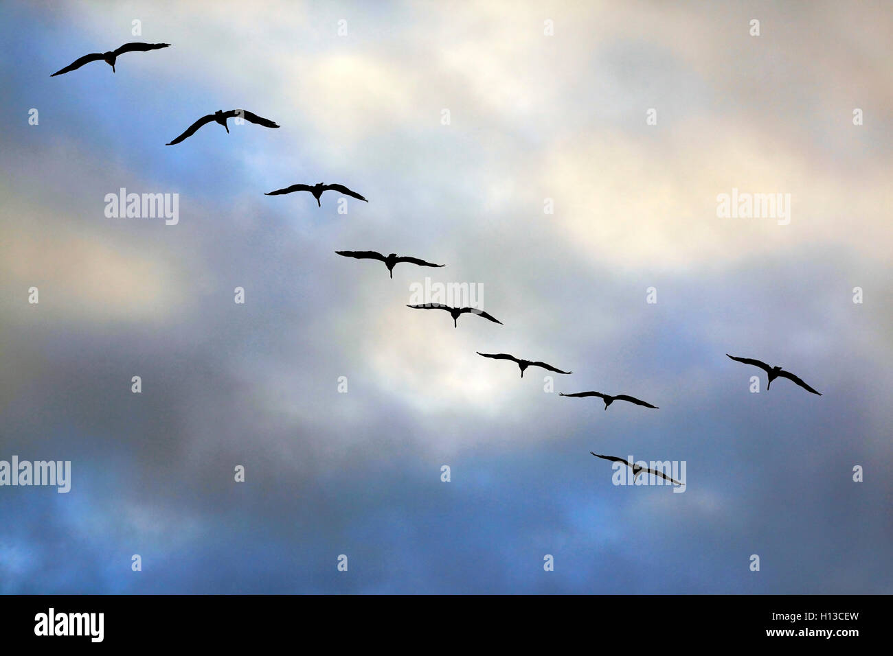 Flying group of seagulls Stock Photo - Alamy