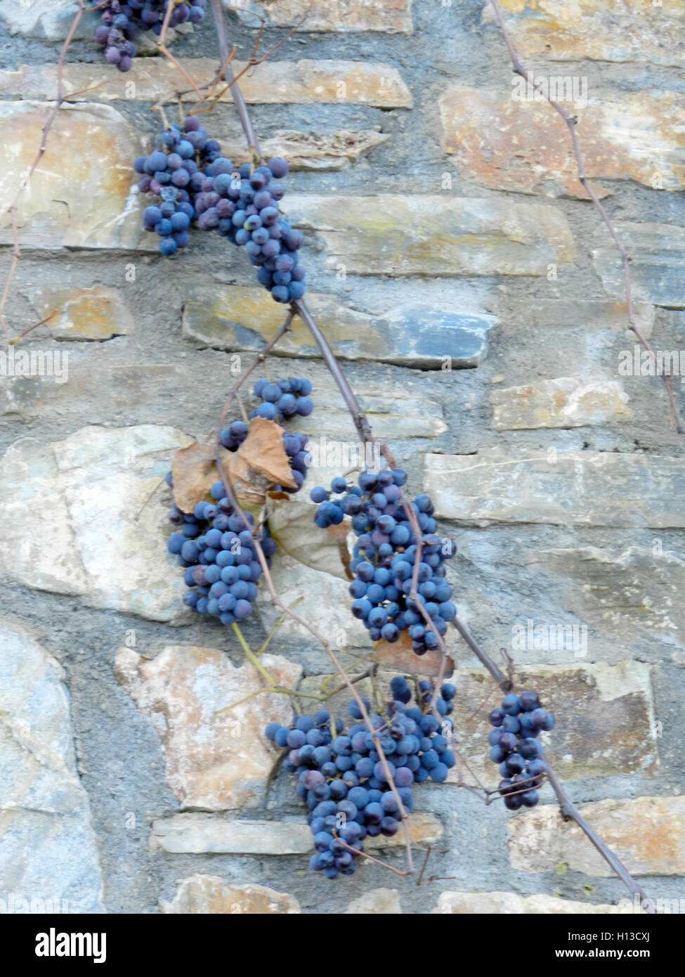 Black grapes on stone wall Stock Photo - Alamy
