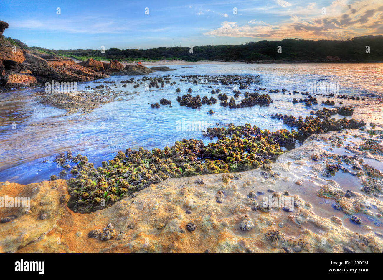 Cunjevoi Sea Squirts Stock Photo - Alamy
