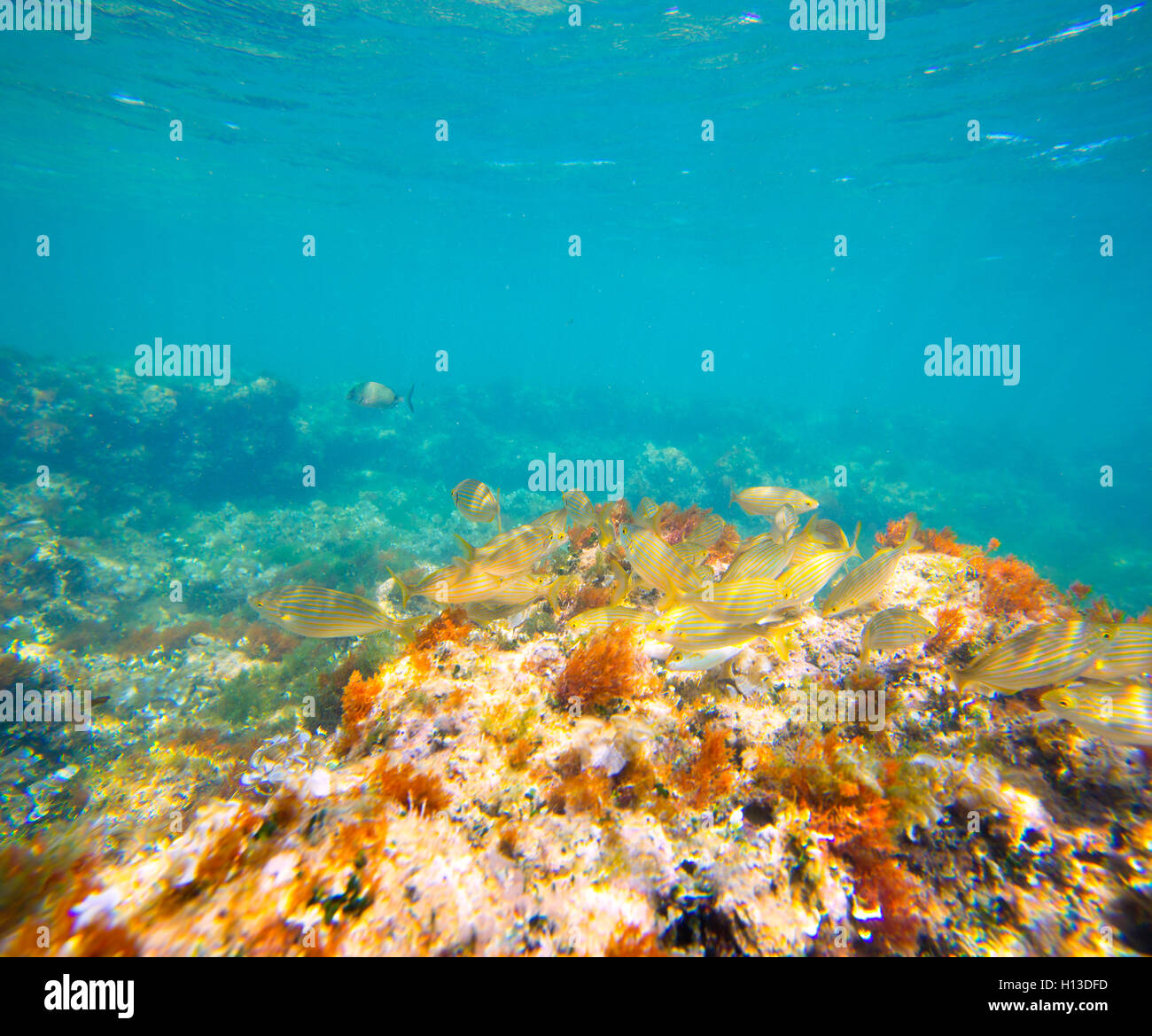 Mediterranean underwater with salema fish school Stock Photo - Alamy