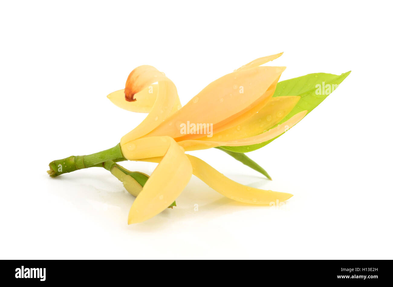 Michelia champaka hi-res stock photography and images - Alamy