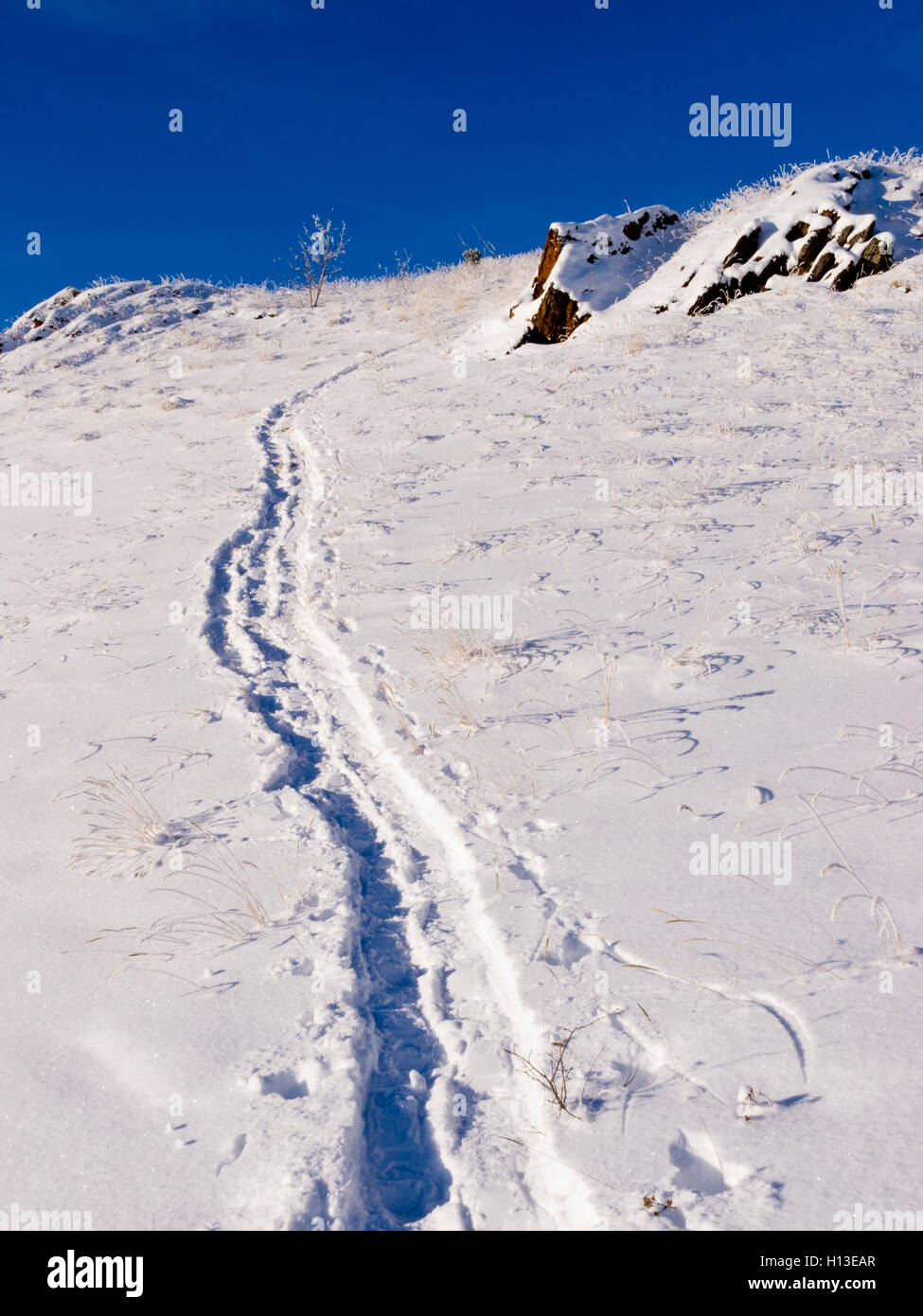 Snowshoe prints hi-res stock photography and images - Alamy
