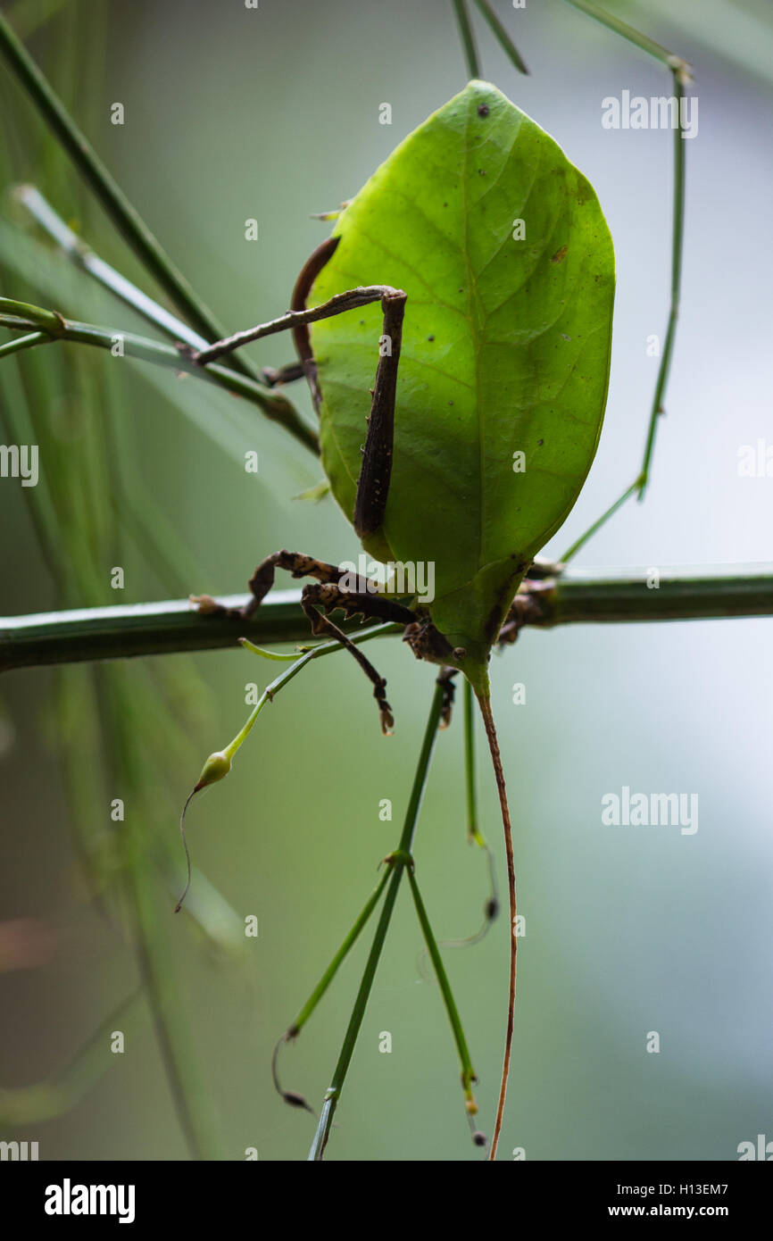 details on a leaf bug with very intricate pattern and realistic leaf ...