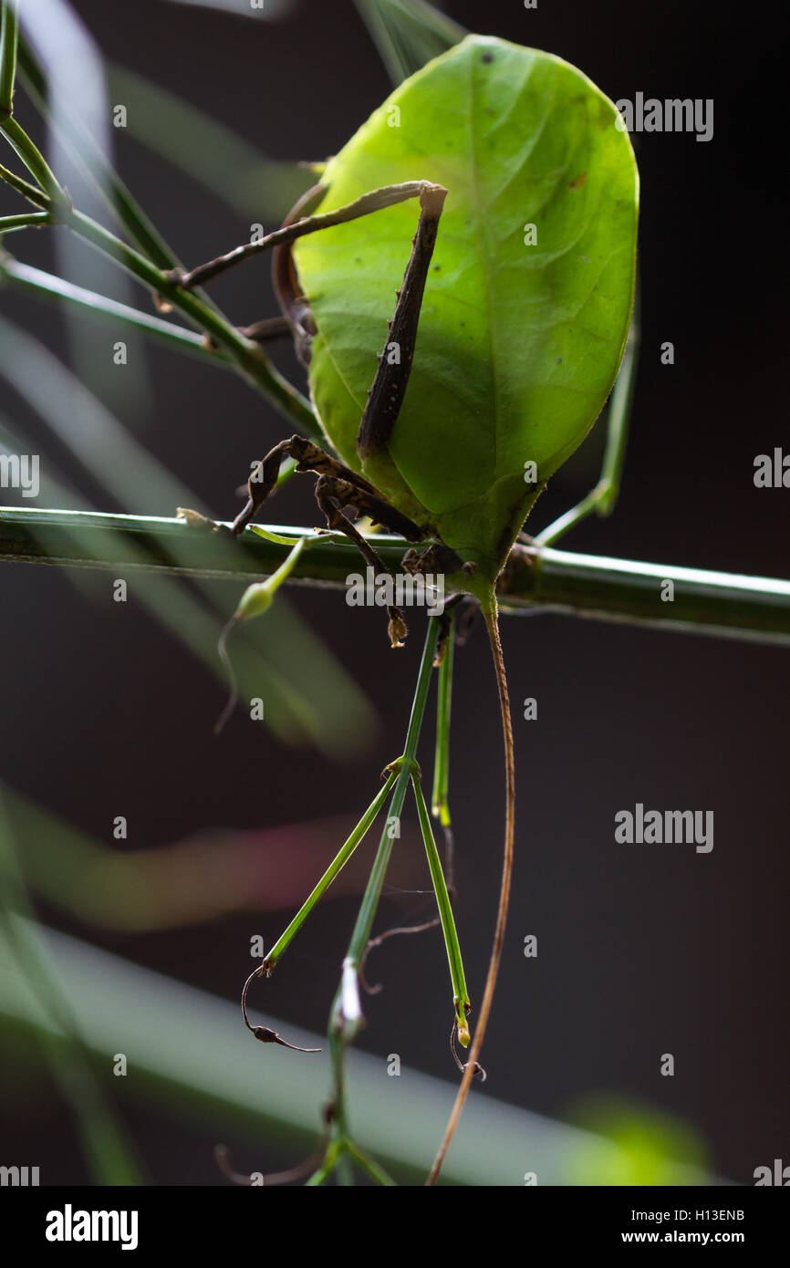 details on a leaf bug with very intricate pattern and realistic leaf ...