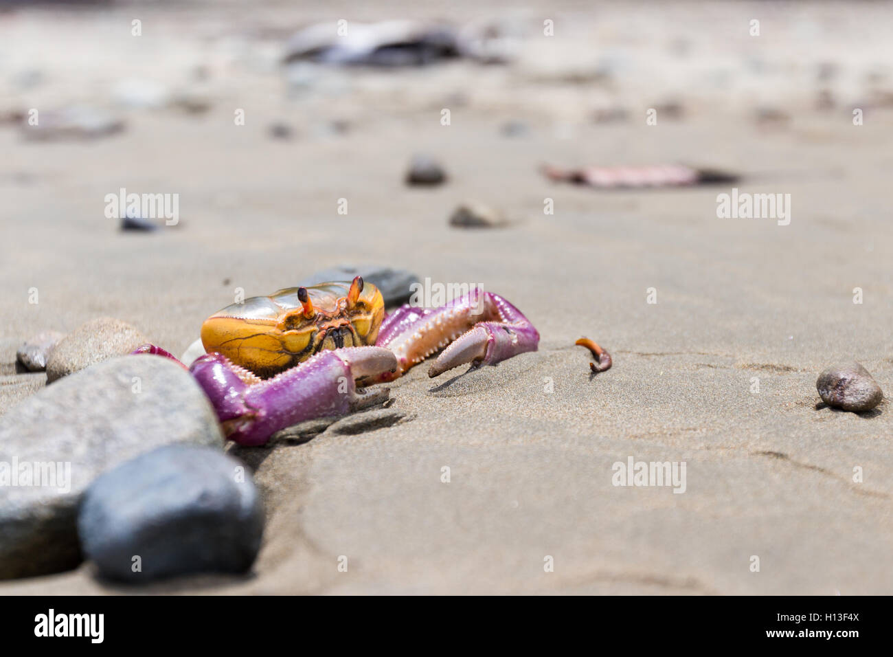 close up of a crab with a yellow body and purple claws on a tropical ...