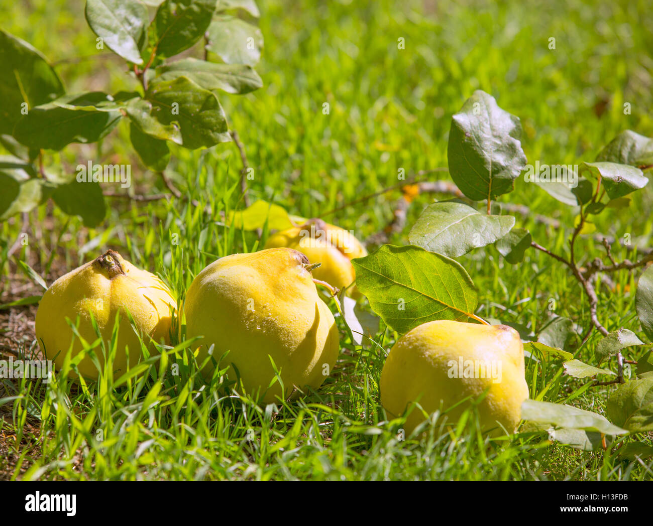 quince fruit still image over green grass in nature Stock Photo - Alamy