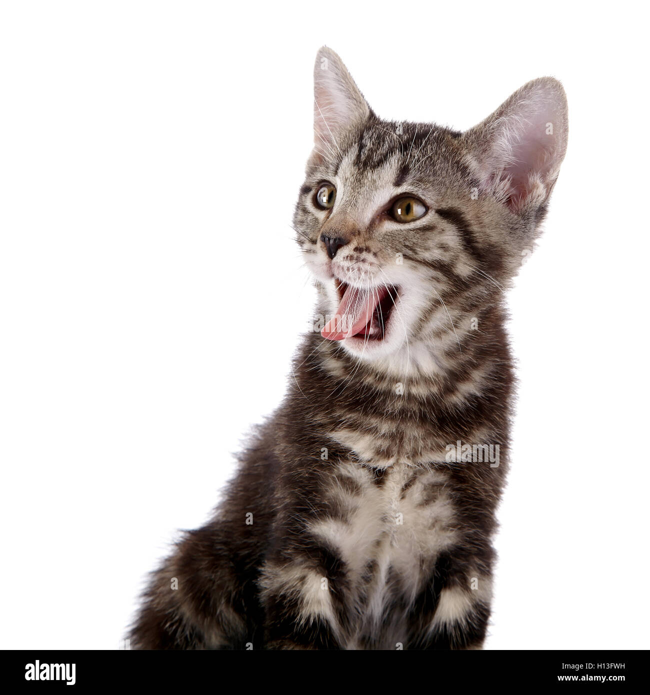 Portrait of a kitten Stock Photo - Alamy