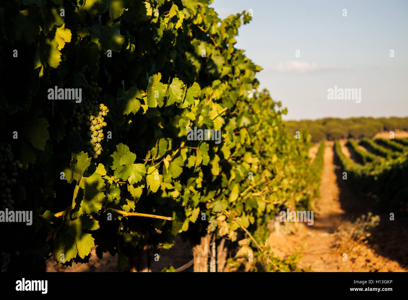 Vinery High Resolution Stock Photography and Images - Alamy