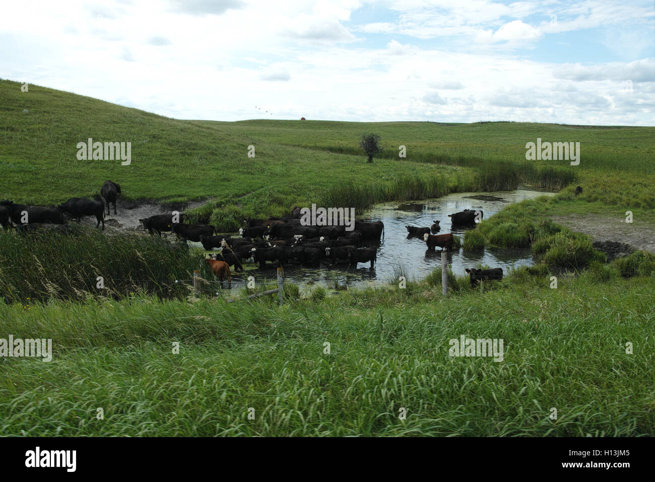 cows in a pasture drinking water Stock Photo - Alamy