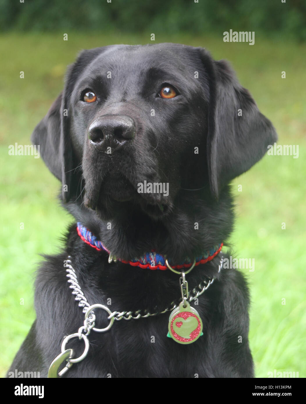 black labrador retriever guide dog Stock Photo - Alamy