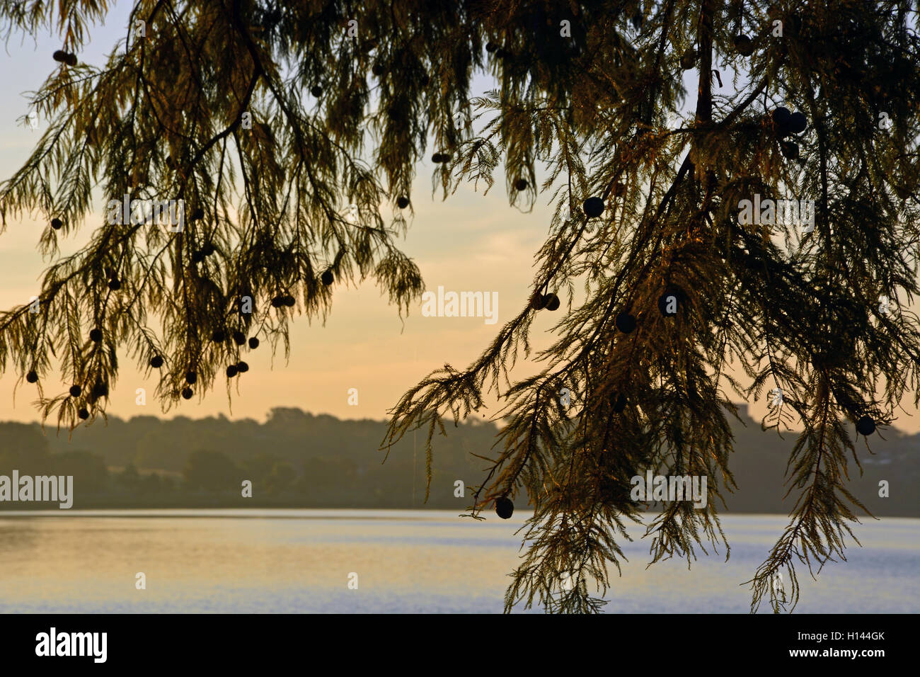Close up of the branches of a Bald Cypress tree at White Rock Lake in ...