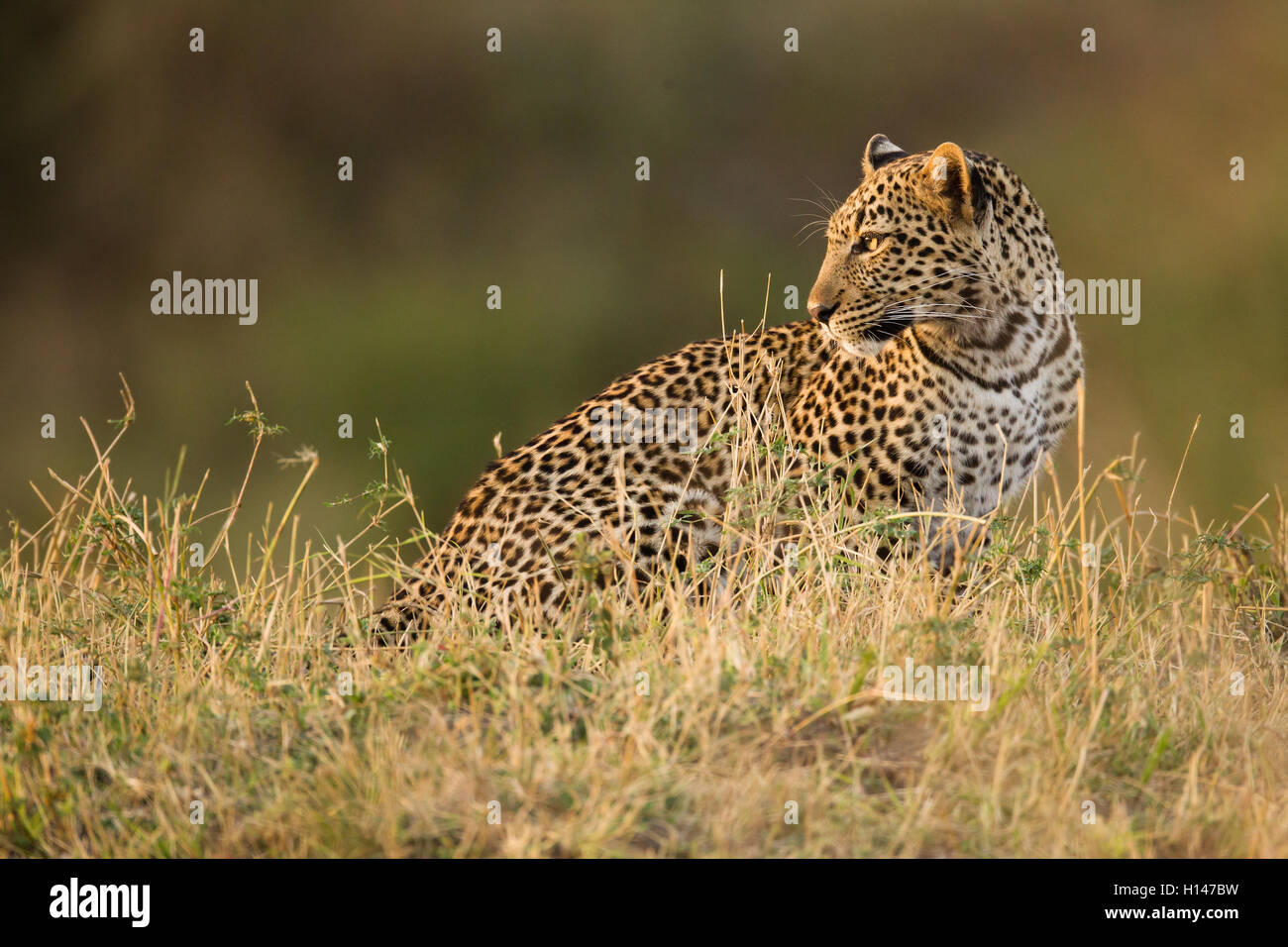 Leopard grass sitting hi-res stock photography and images - Alamy