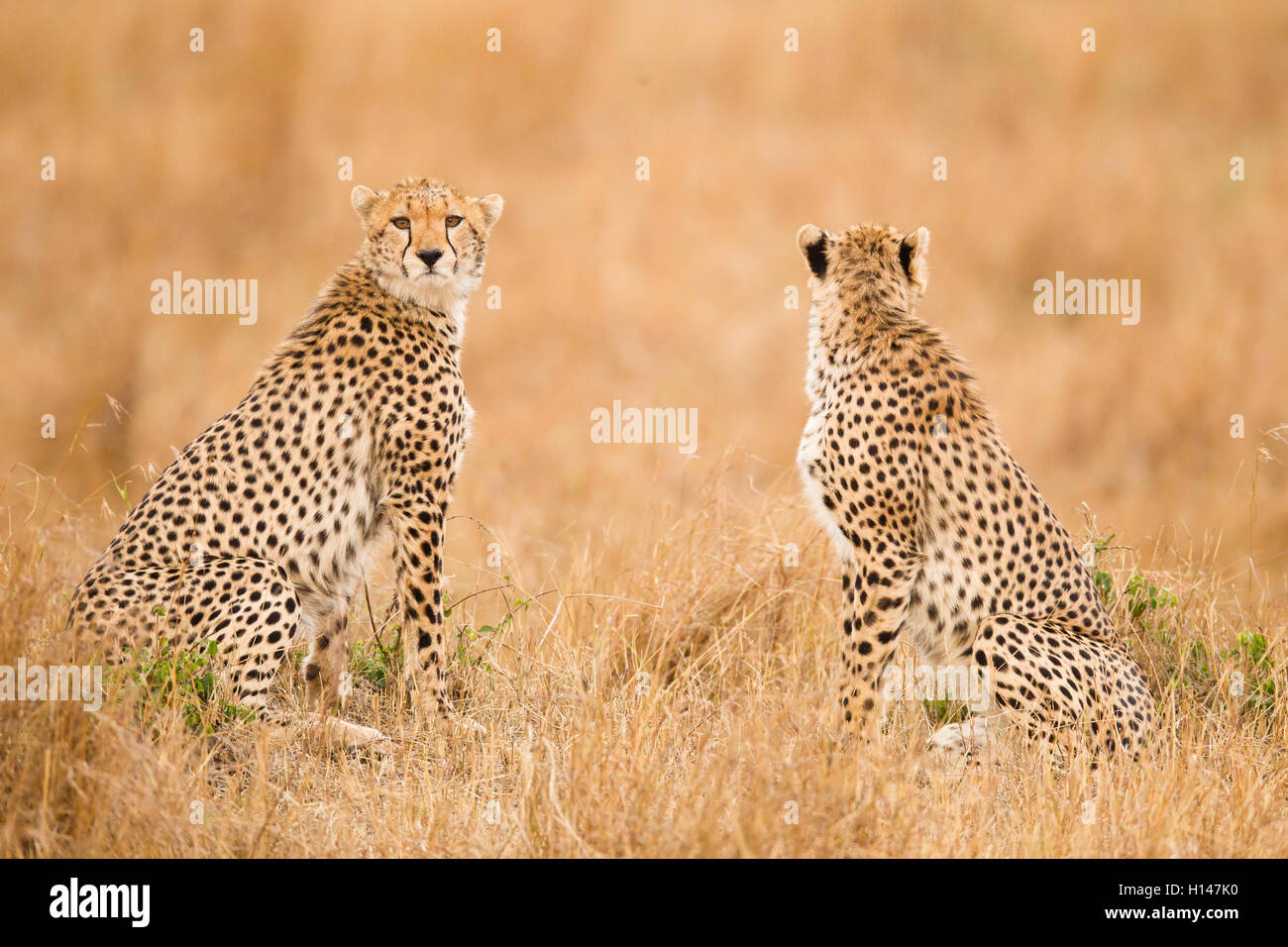 A cheetah pair, sitting next to each other, one looking away and other ...