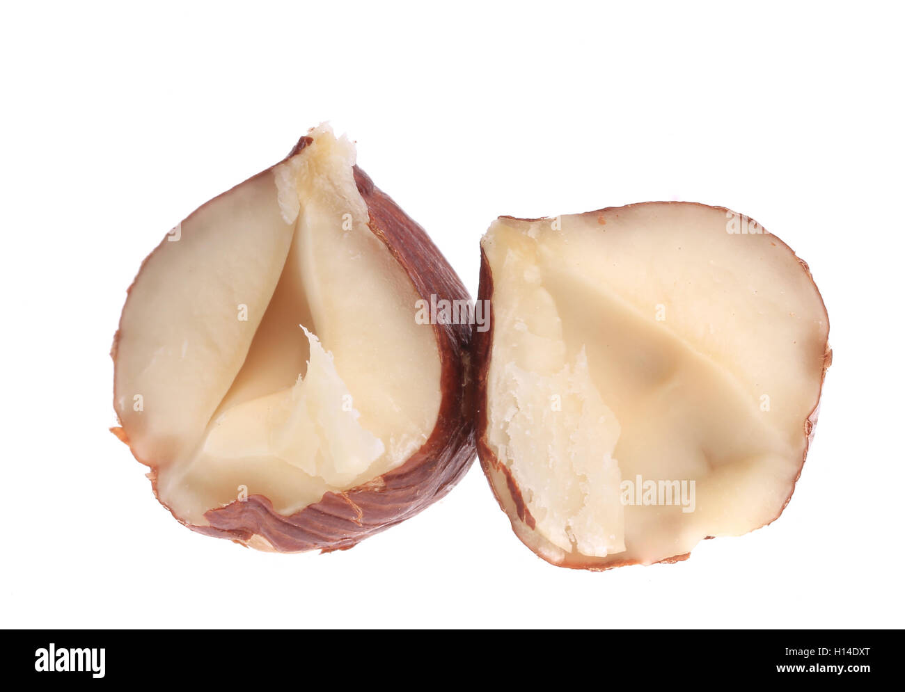 Tree cross section close Cut Out Stock Images & Pictures - Alamy