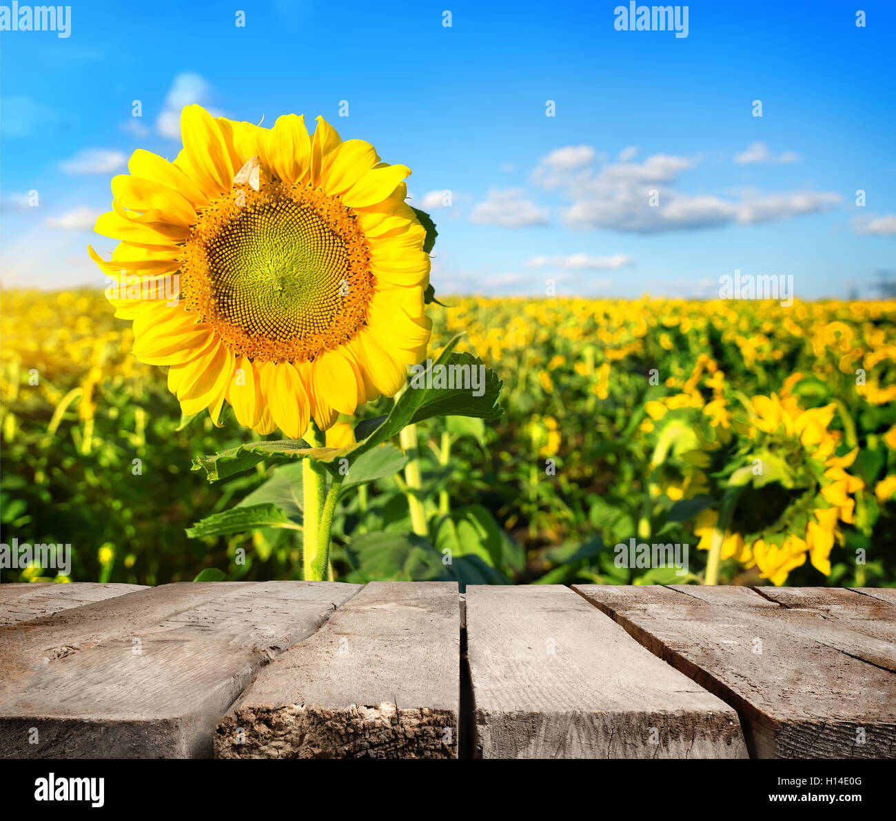 Table and field of sunflowers Stock Photo - Alamy
