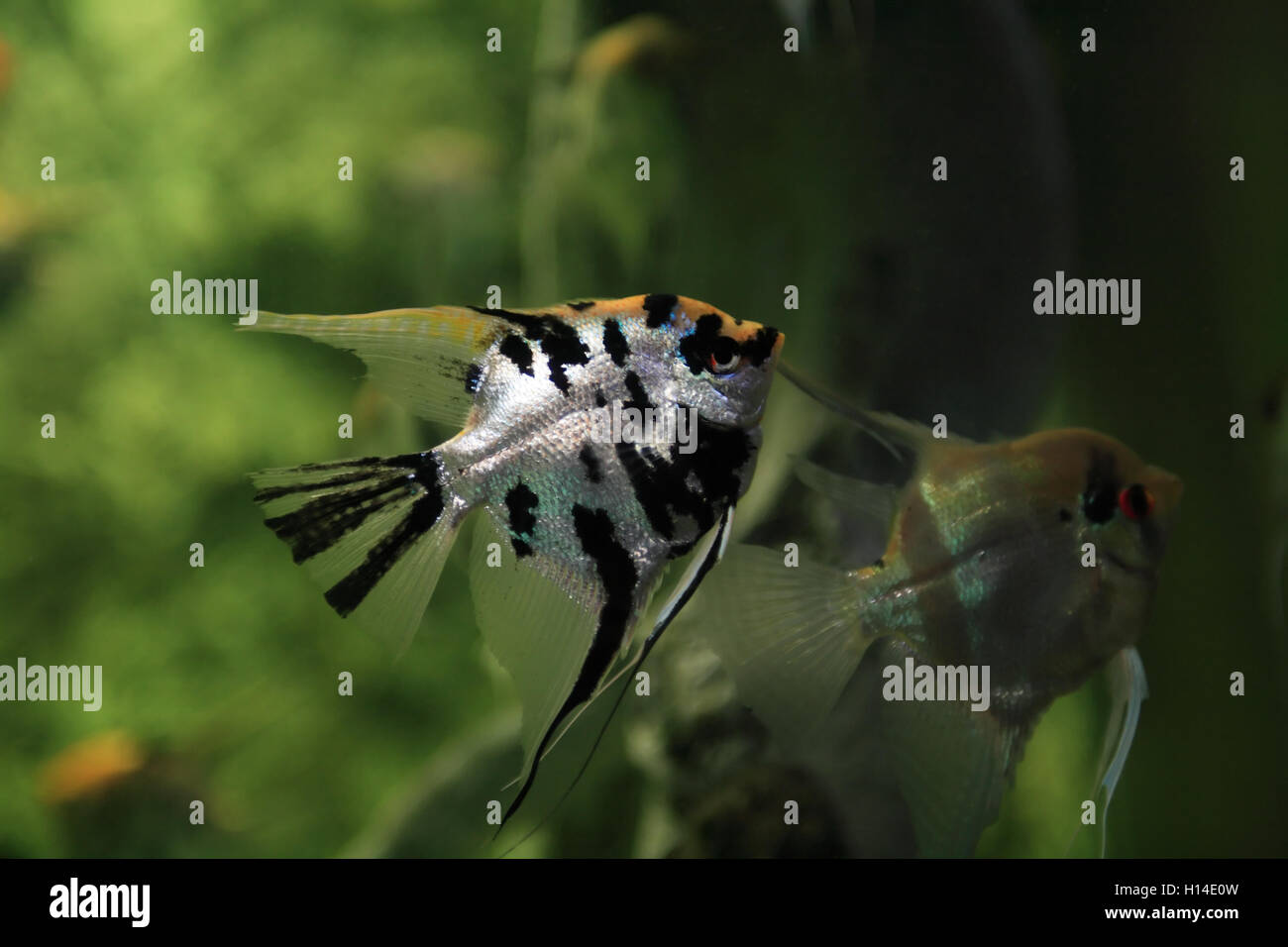 Scalar fish hi-res stock photography and images - Alamy