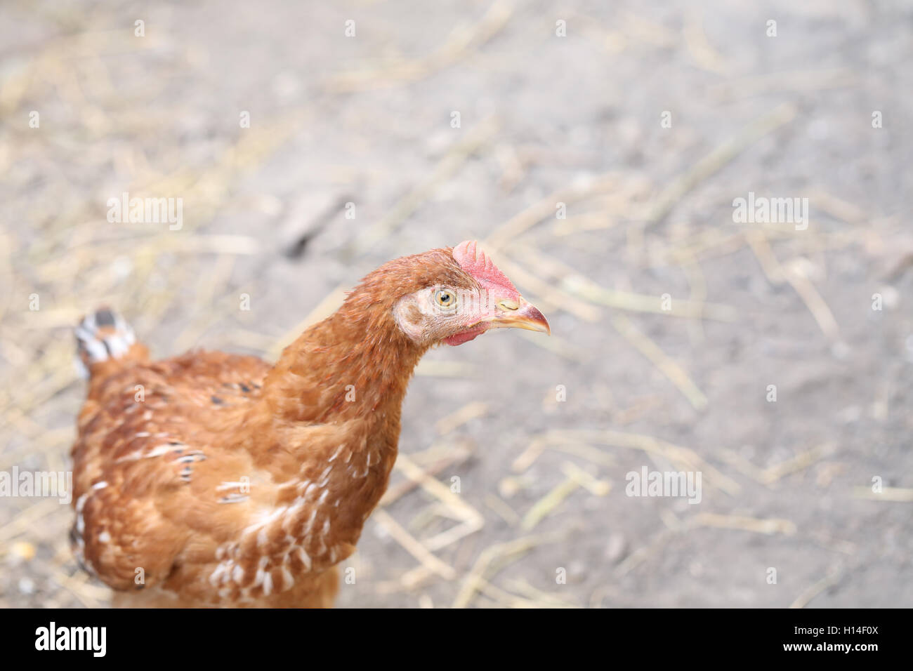 Brown hen photo Stock Photo - Alamy