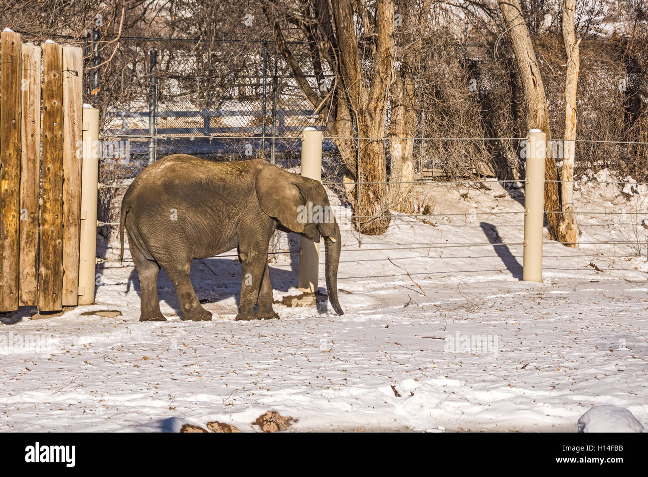 African elephant with a smile on her face at a zoo on a beautiful ...