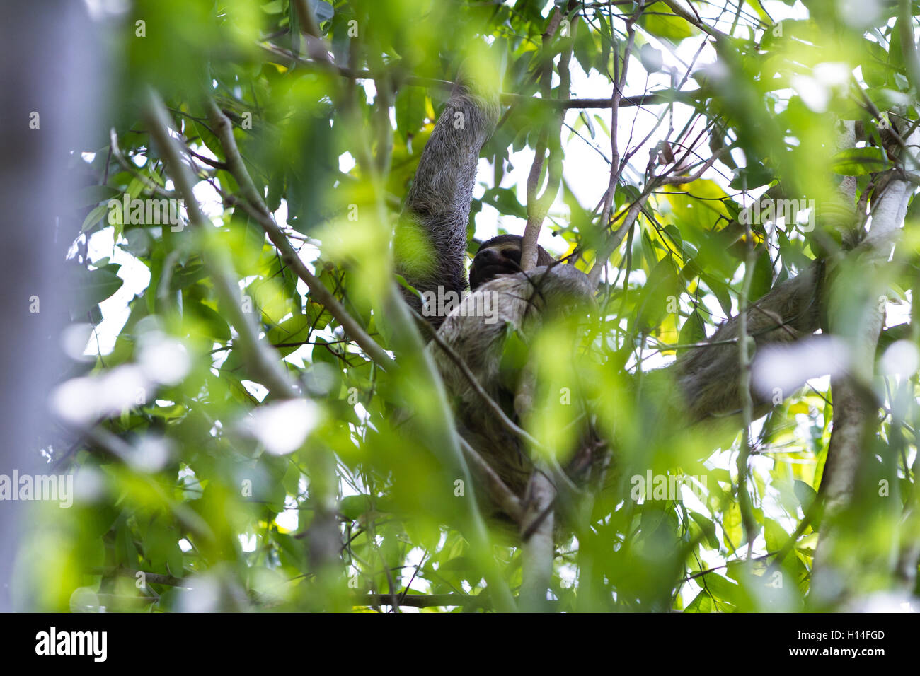 three toed sloth in the costa rican rainforest hanging from a tree ...