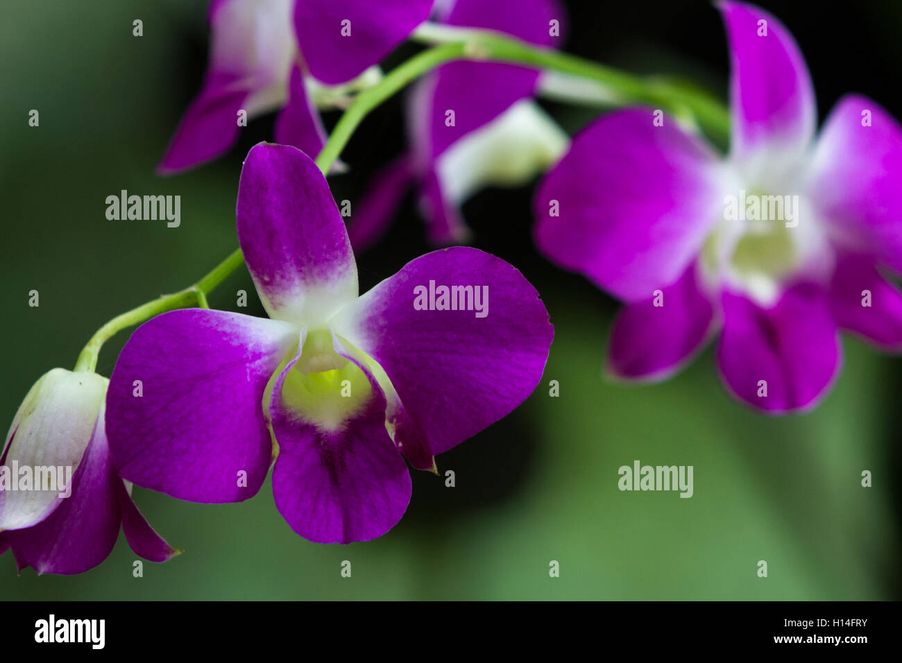 close up of beautiful colorful tropical orchids in Costa Rica Stock ...