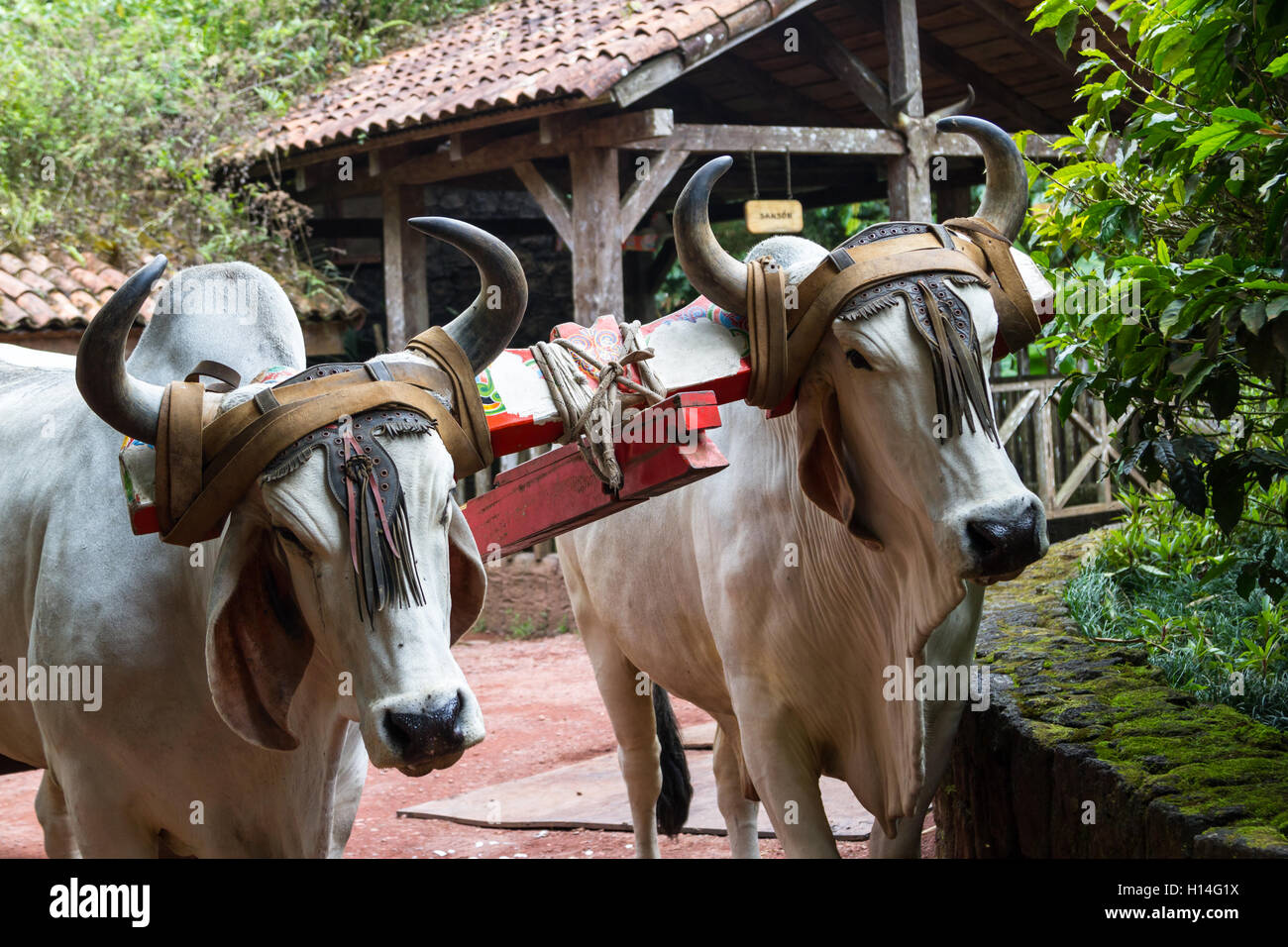 two ox with a traditionally painted cart with festive colors in Costa ...