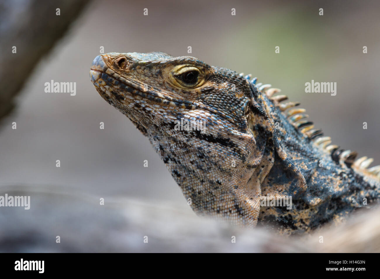 Garrobo hi-res stock photography and images - Alamy