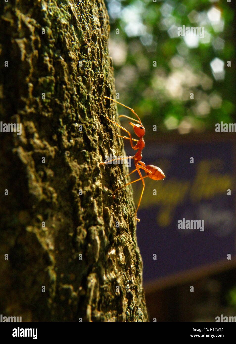 Ant climbing hi-res stock photography and images - Alamy