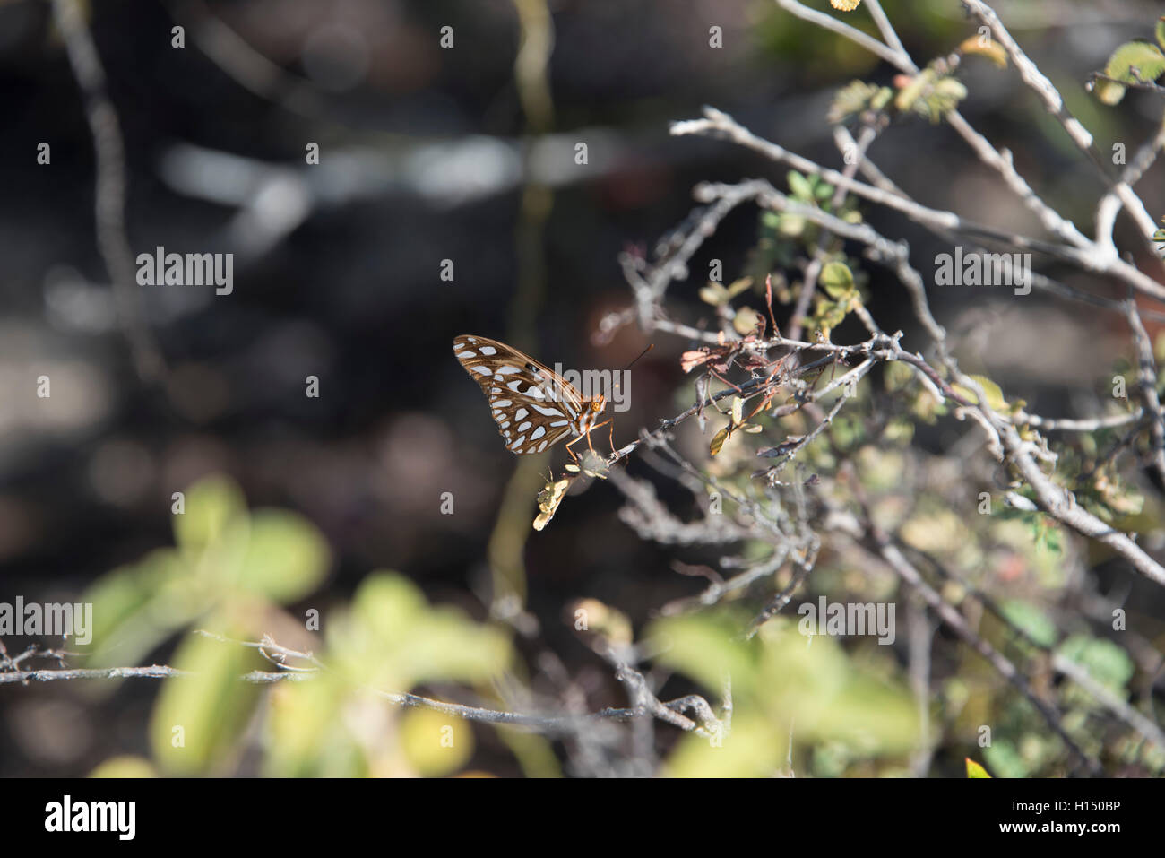 Combate beach puerto rico hi-res stock photography and images - Alamy