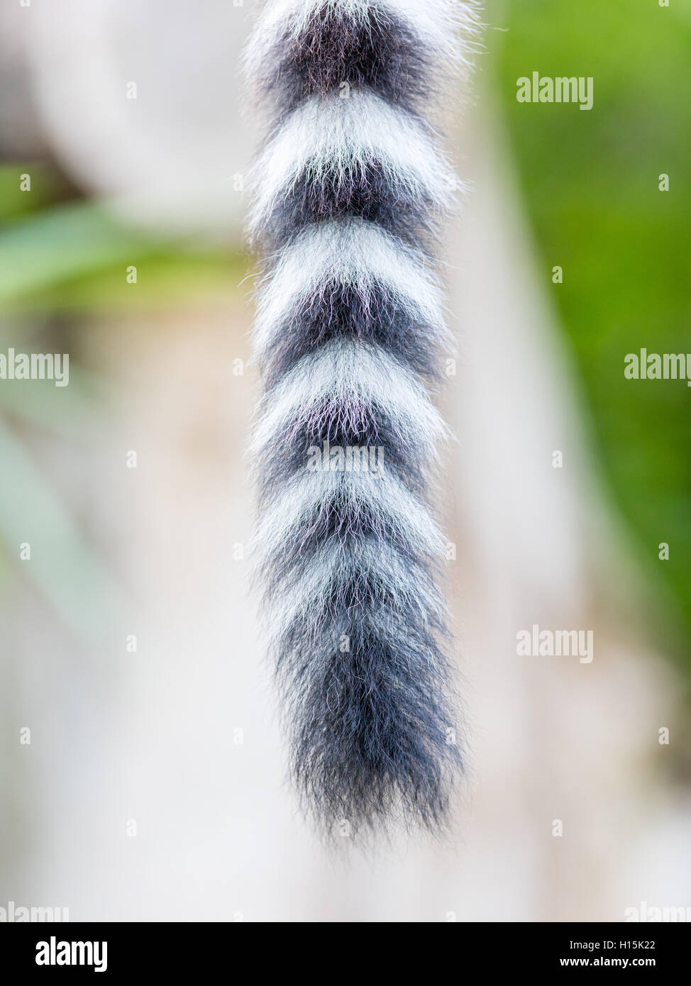 Primate tail balance hi-res stock photography and images - Alamy