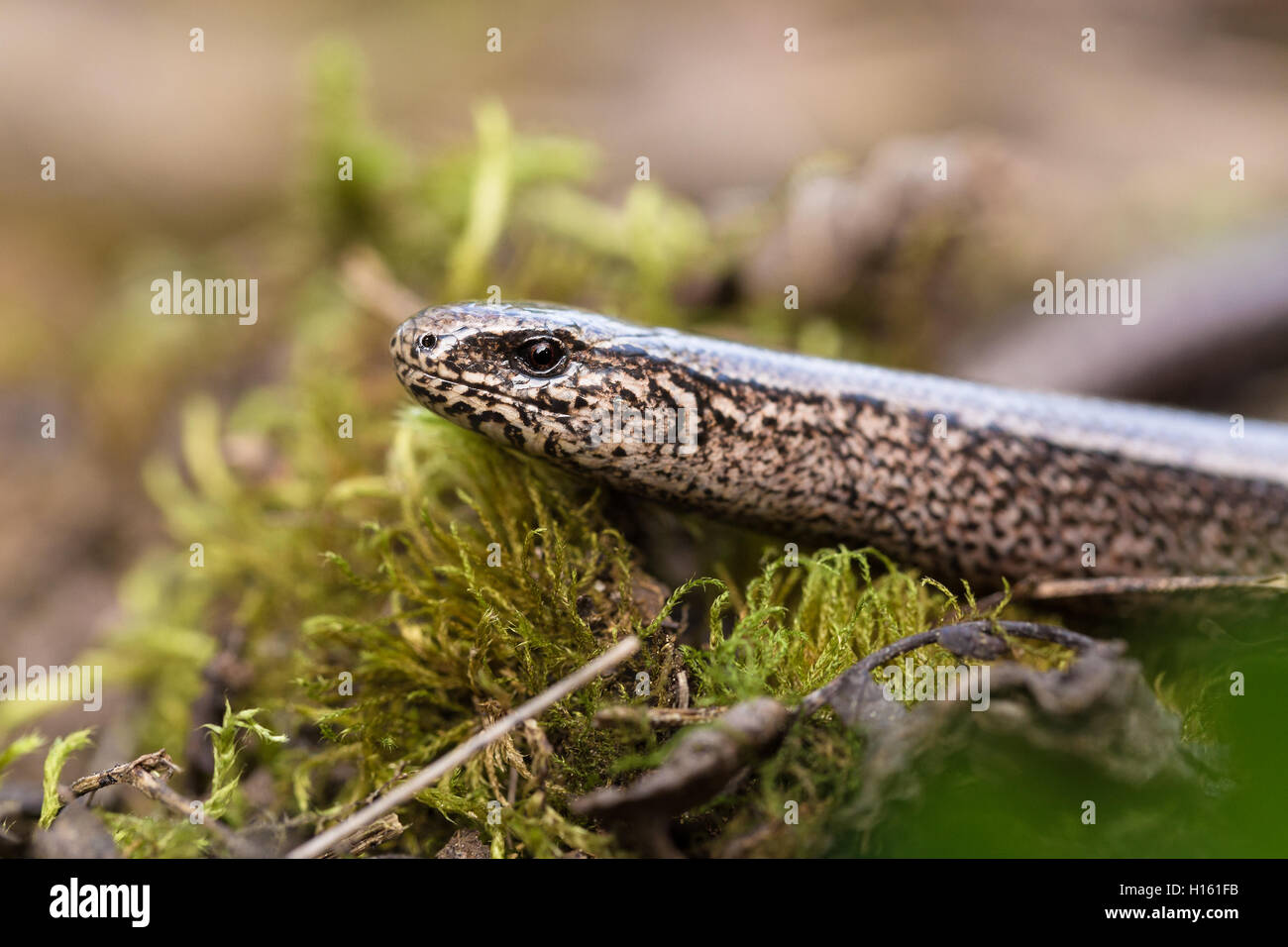 Slow Worm or Blind Worm, Anguis fragilis. Slow Worm lizards are often ...