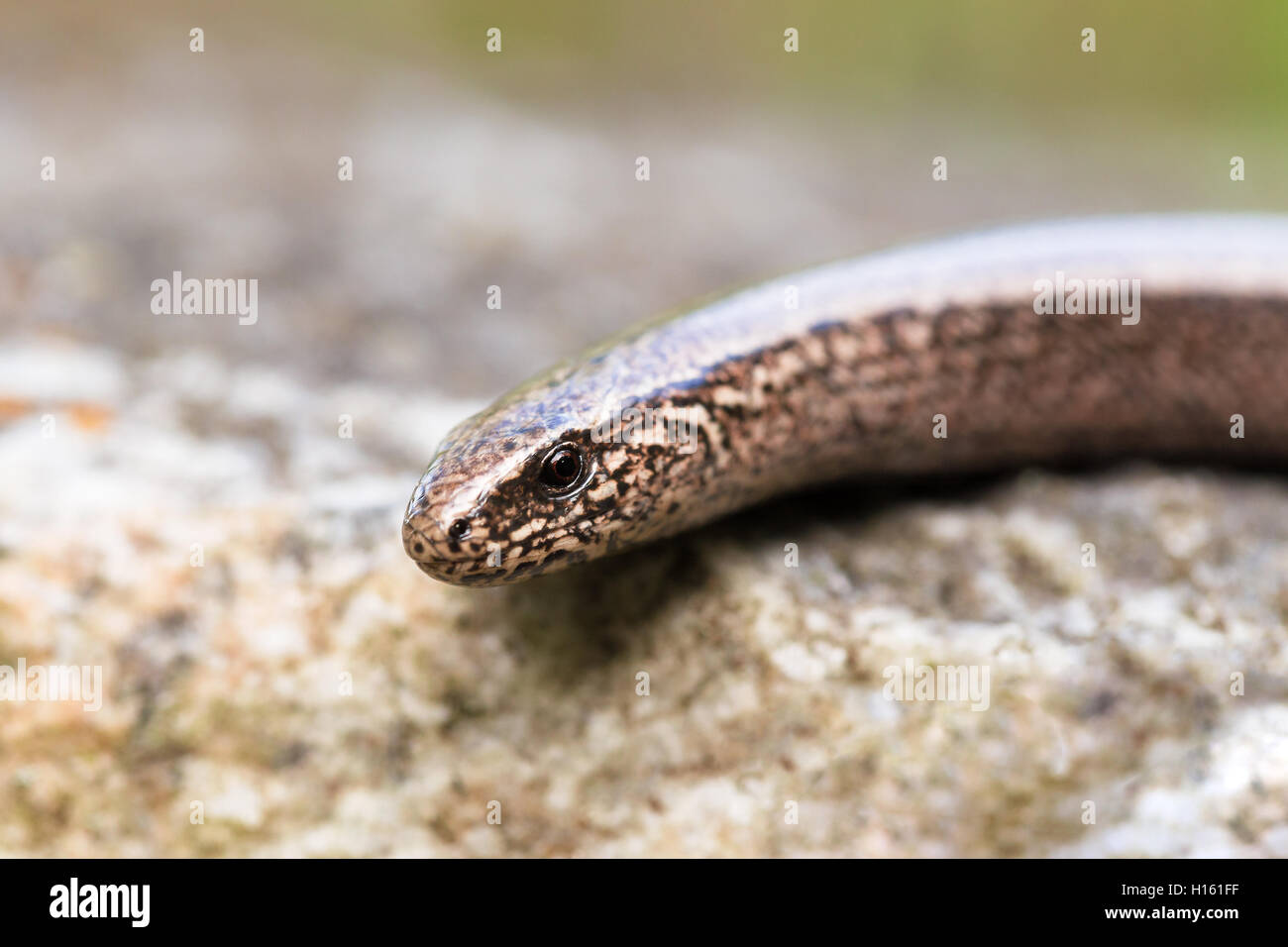 Slow Worm or Blind Worm, Anguis fragilis. Slow Worm lizards are often ...