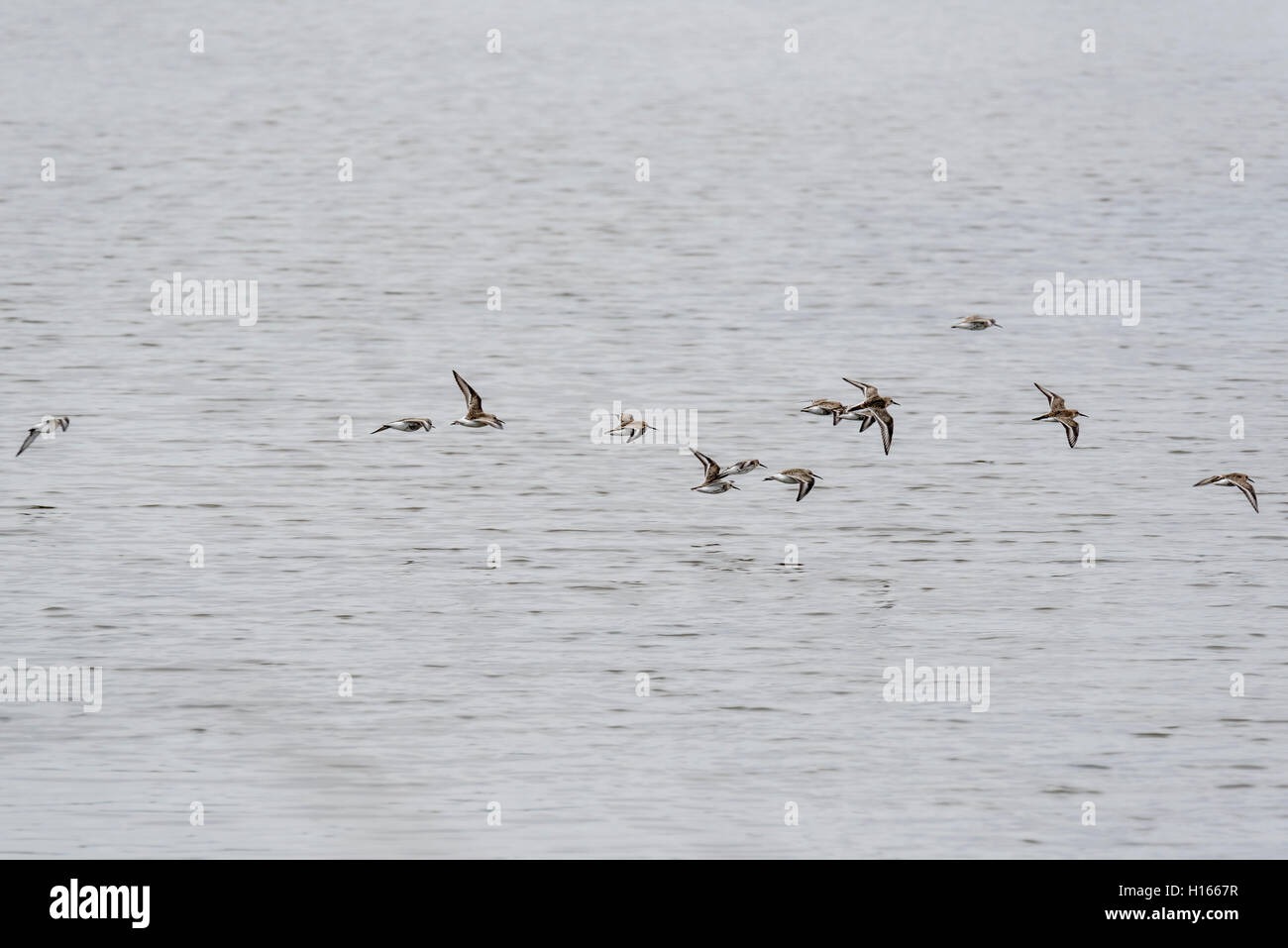 Small plovers hi-res stock photography and images - Alamy