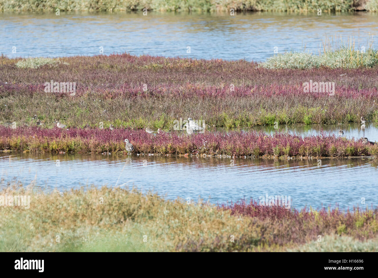 A small flock of Grey Plovers on the edge of the salt marsh at Two Tree ...