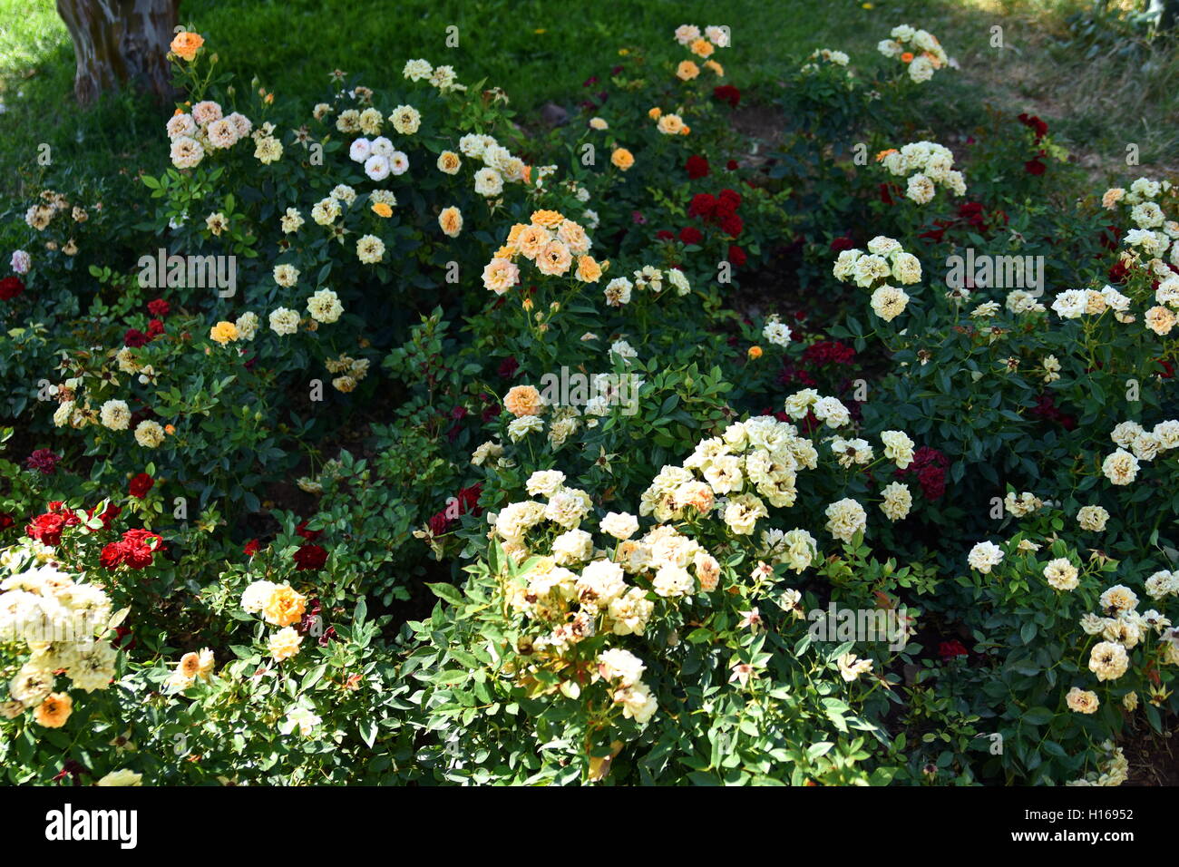 Mahallat spring grand park, Iran Stock Photo - Alamy