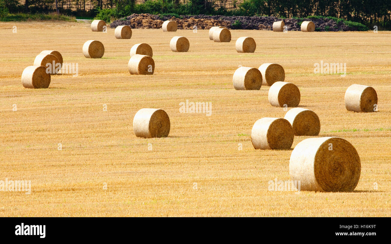 Field with Bales of Hay Stock Photo - Alamy