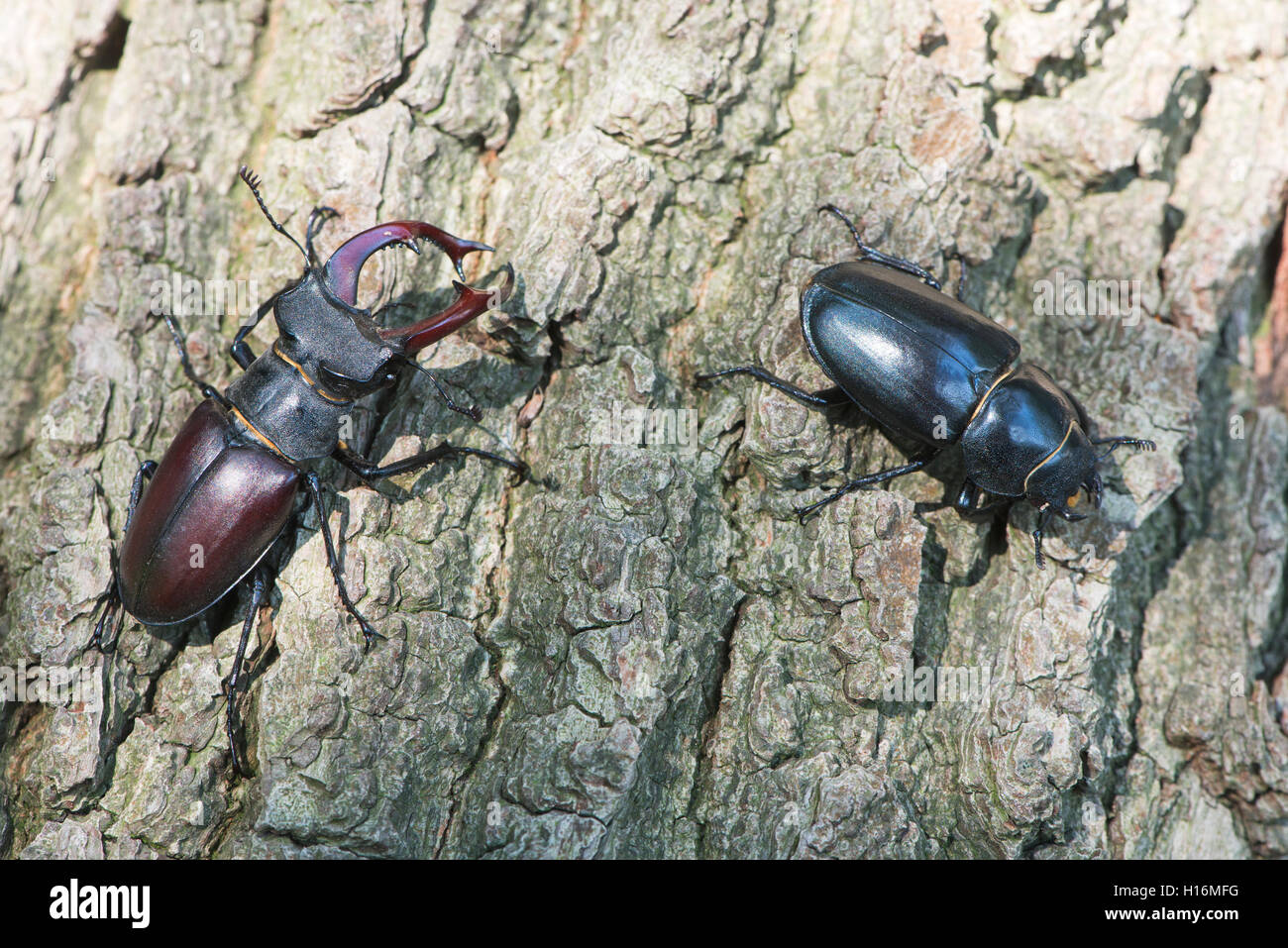 Stag beetles male female hi-res stock photography and images - Alamy