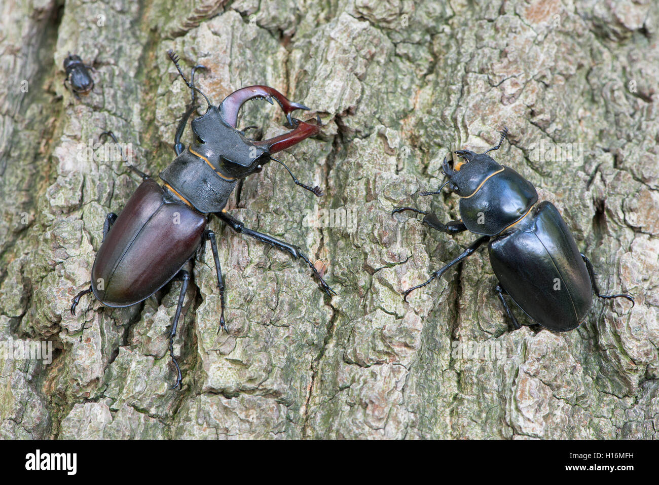 Stag beetles (Lucanus cervus), pair on tree bark, Emsland, Lower Saxony ...