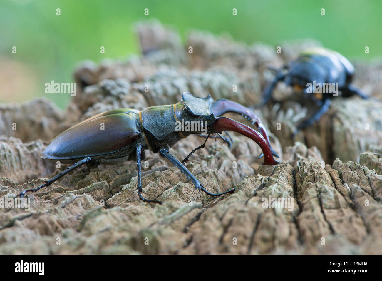 Stag beetles hi-res stock photography and images - Alamy