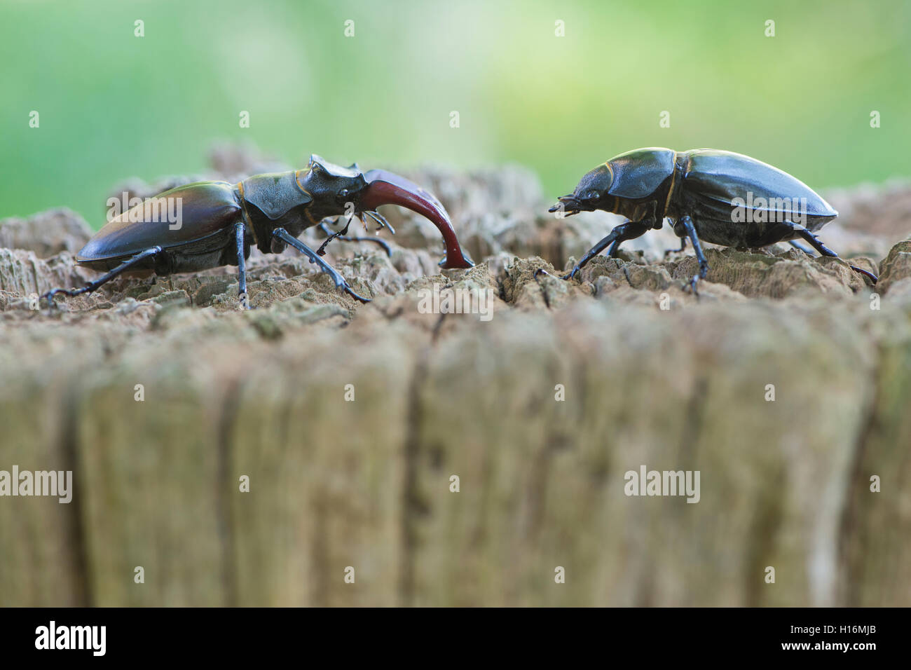 Male and female beetles hi-res stock photography and images - Alamy