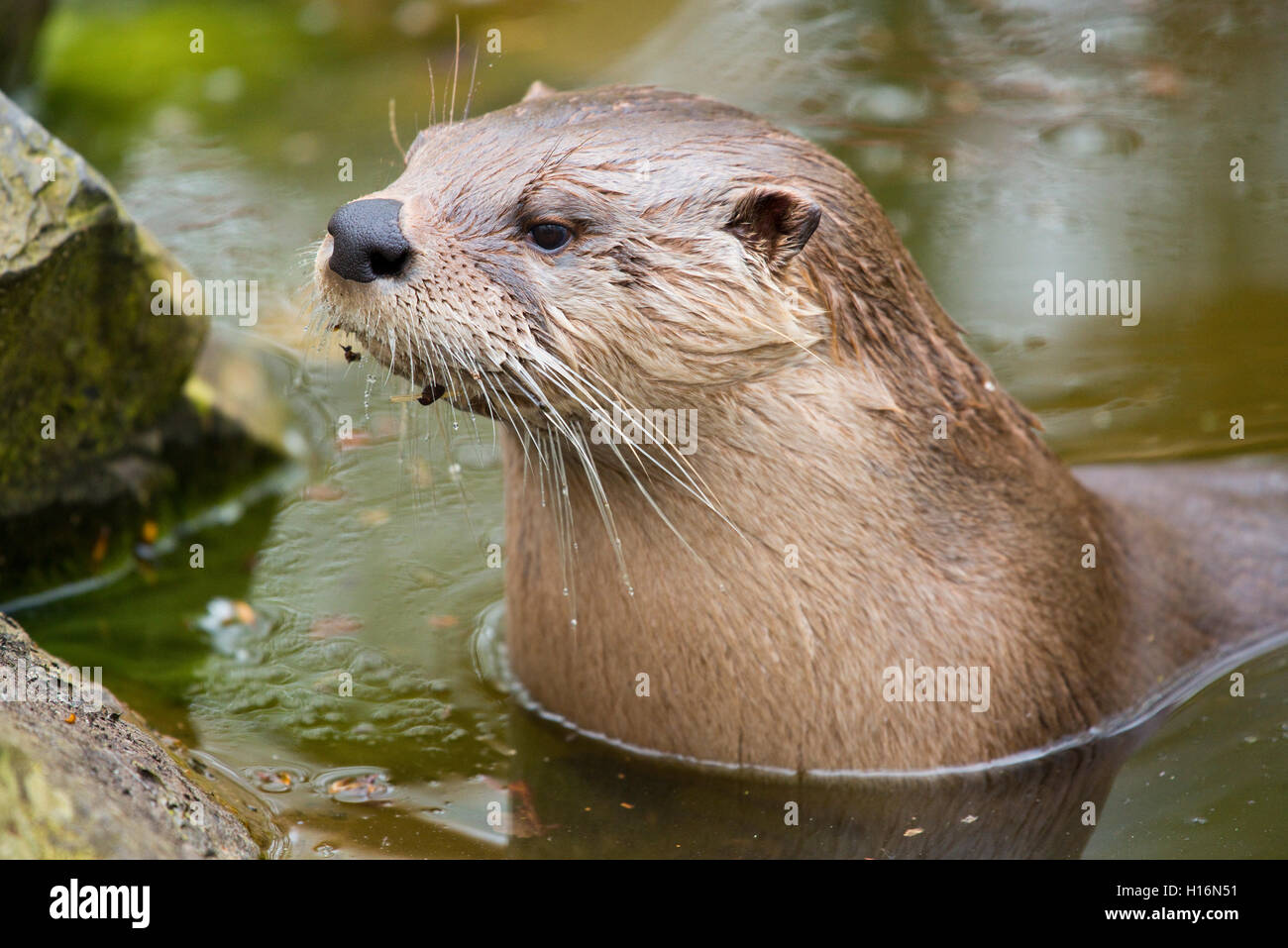Eurasian otter (Lutra lutra), portrait, captive, Germany Stock Photo ...