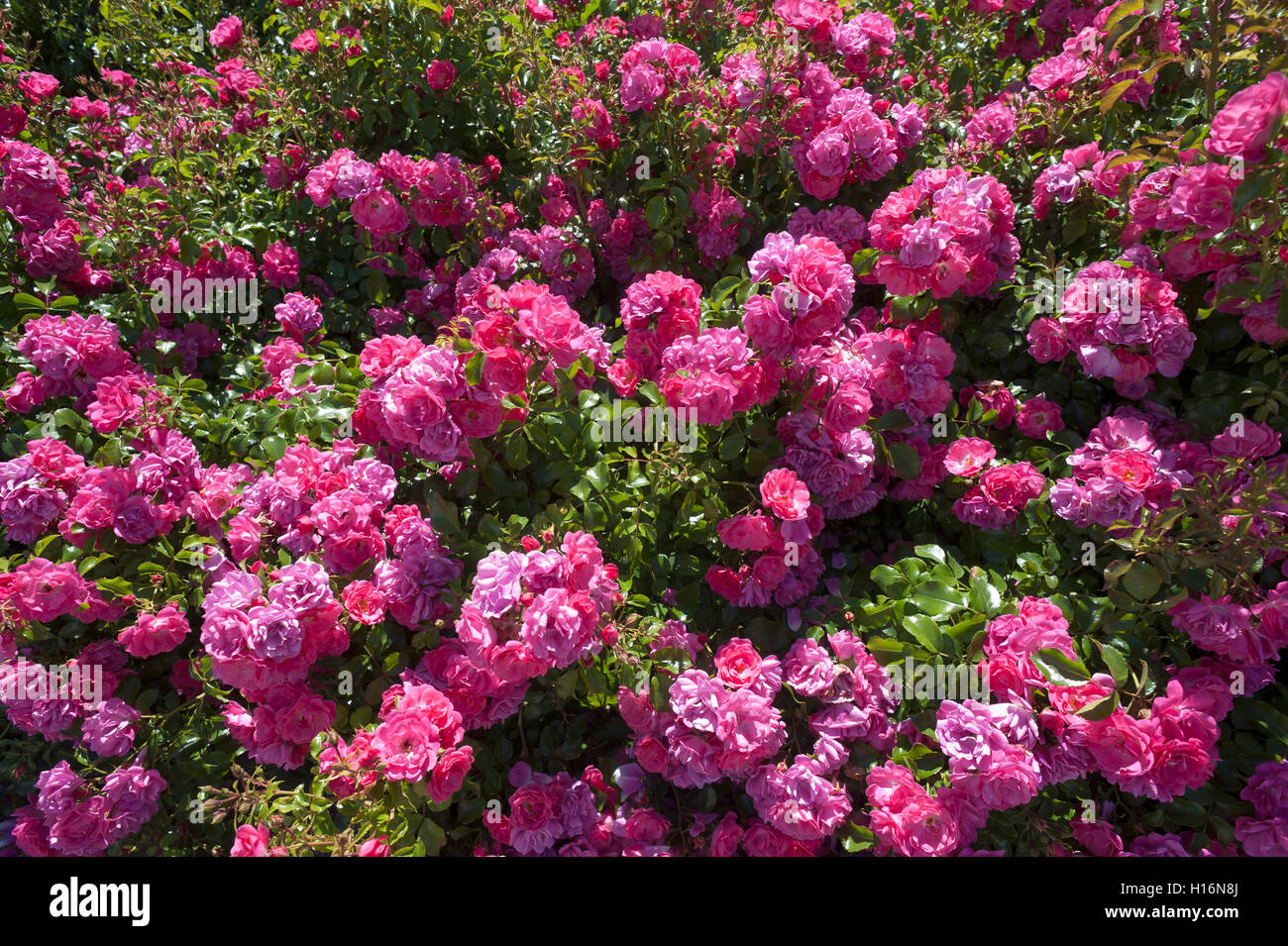 Rose bush hi-res stock photography and images - Alamy