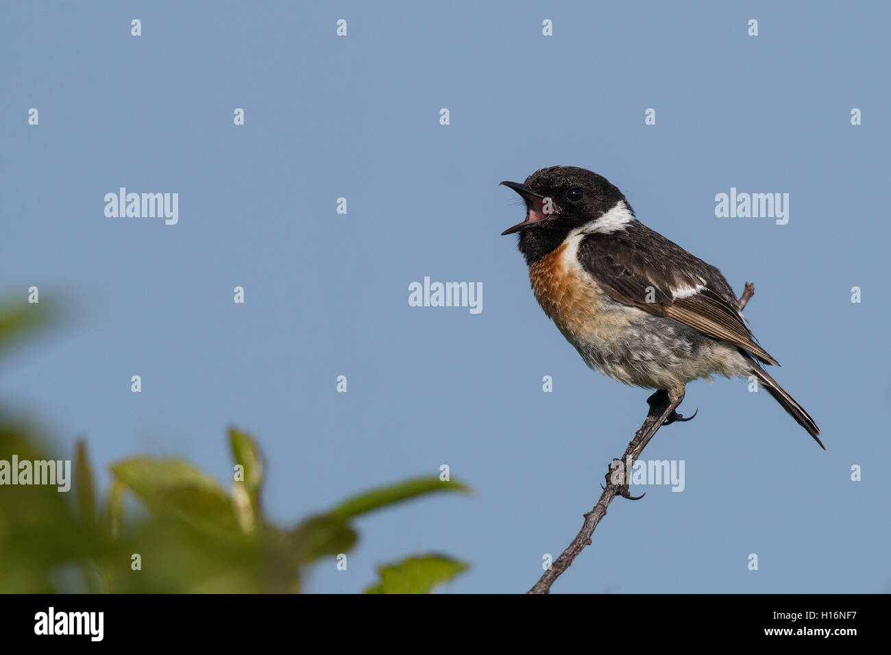 Saxicola rubicola natural habitat hi-res stock photography and images ...