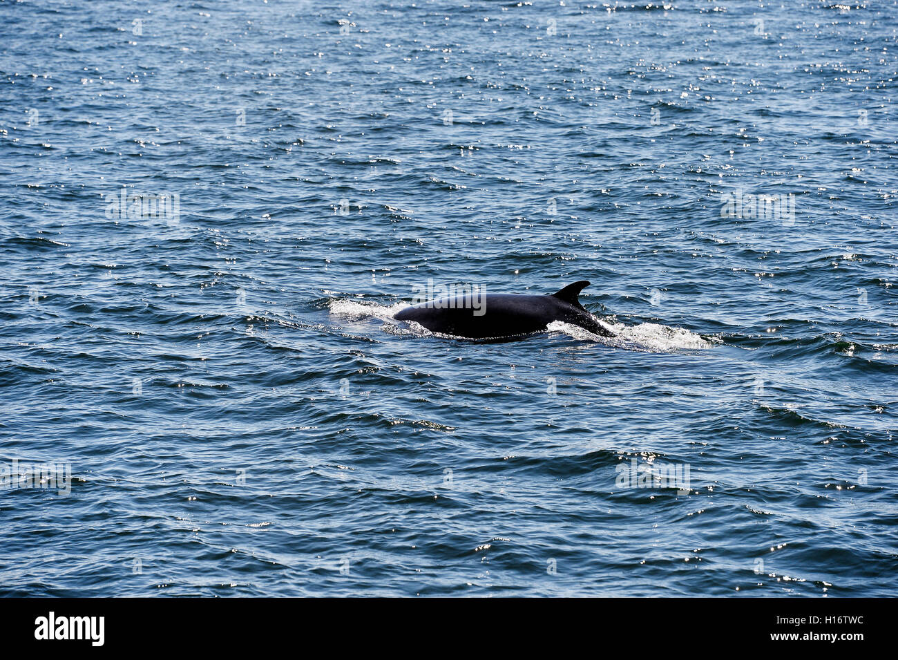 Whales watching, Quebec, Saint-Laurent river in front of Tadoussac ...