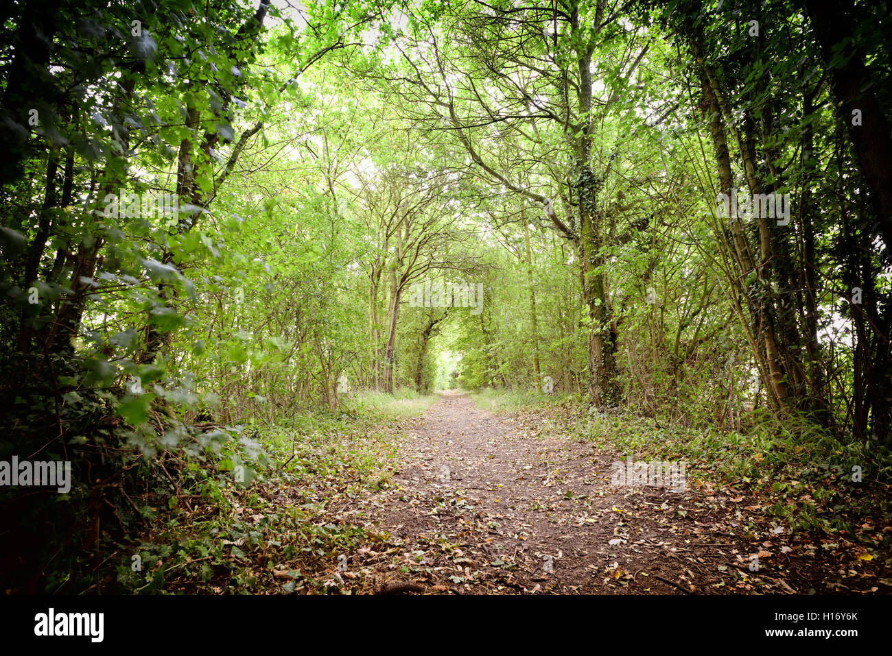 Tree lined forest path leading off into the distance used for dog ...