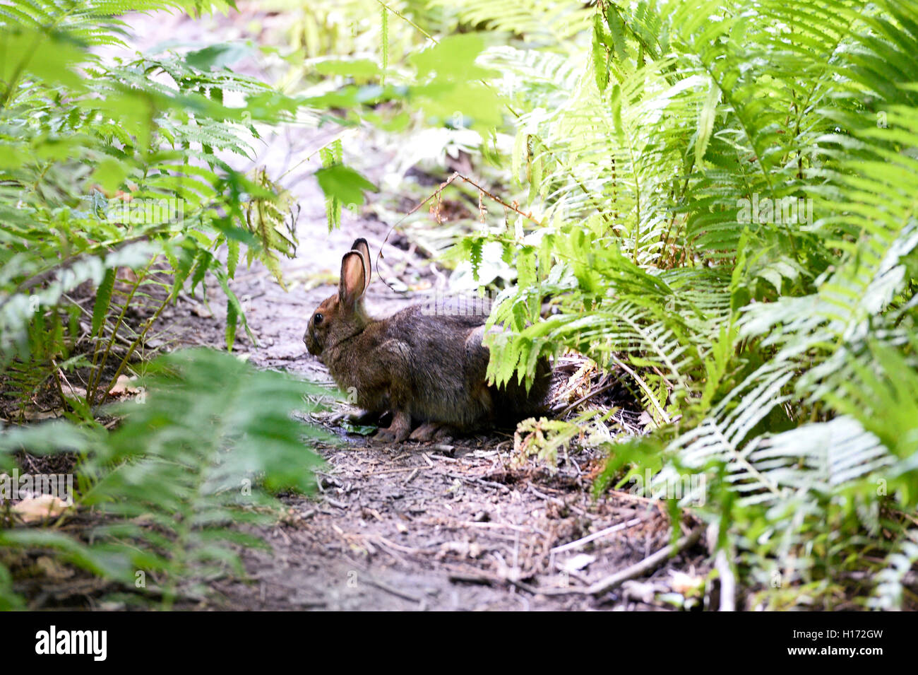 Wild rabbit in Ghost village of Val-Jalbert, canada Stock Photo - Alamy